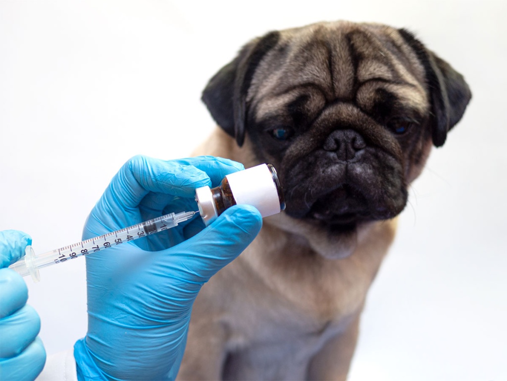 Cancer Vaccine Treatment - Olive Branch Pet Hospital