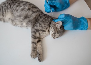 Cancer Vaccine Treatment - Olive Branch Pet Hospital